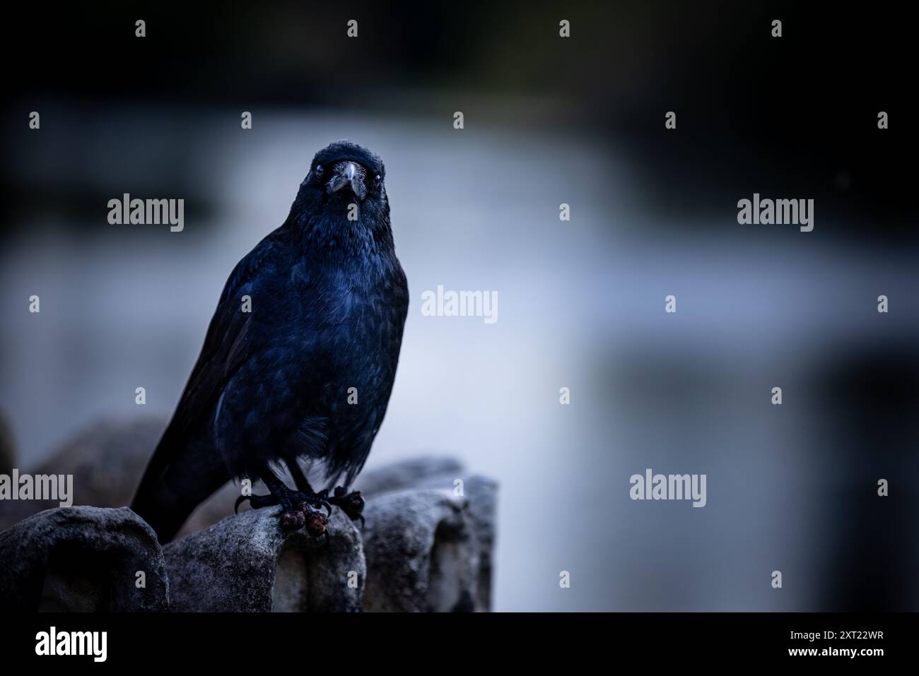 Crow photographed in Hyde Park London Stock Photo - Alamy