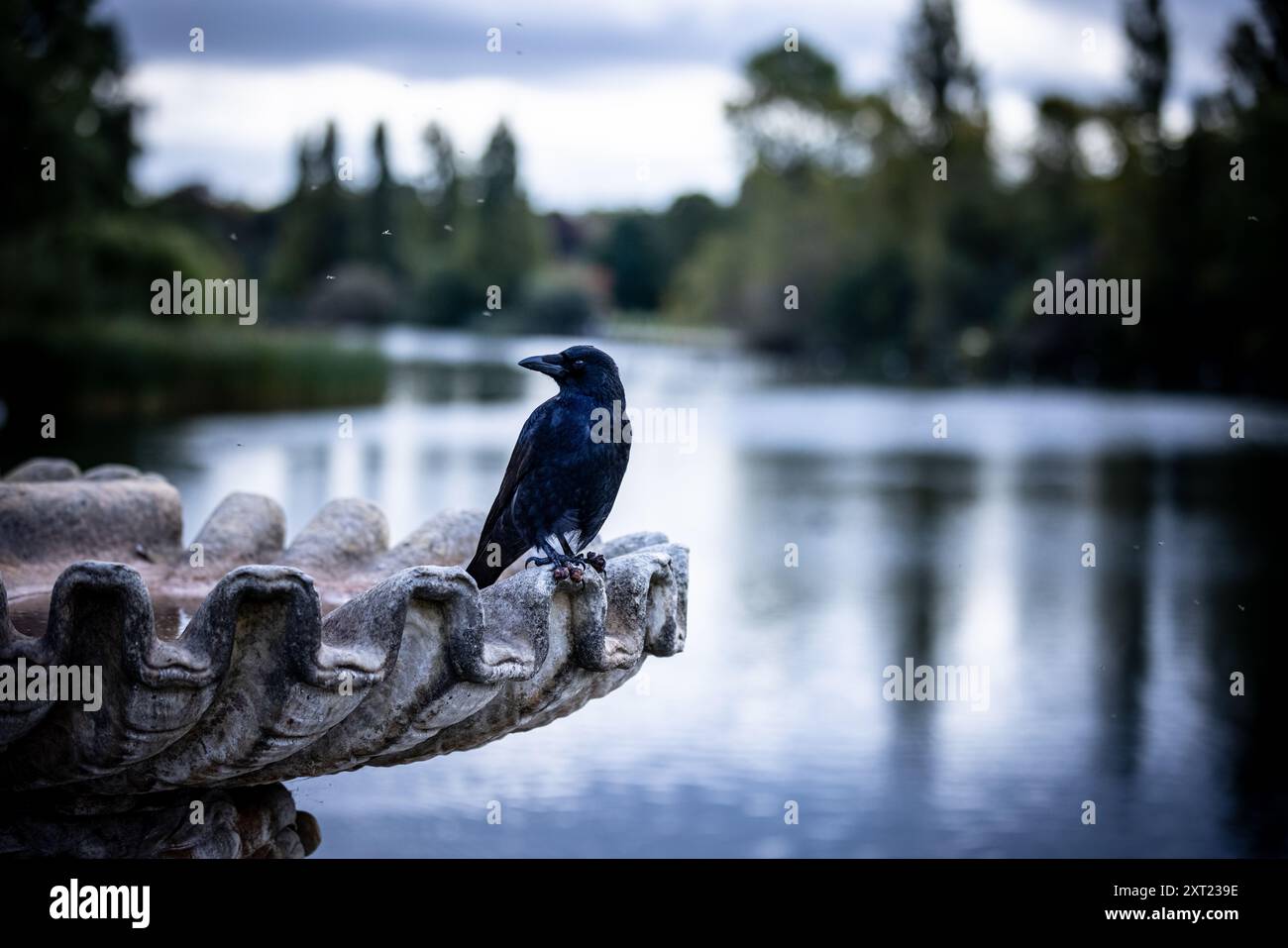 Crow photographed in Hyde Park London Stock Photo - Alamy