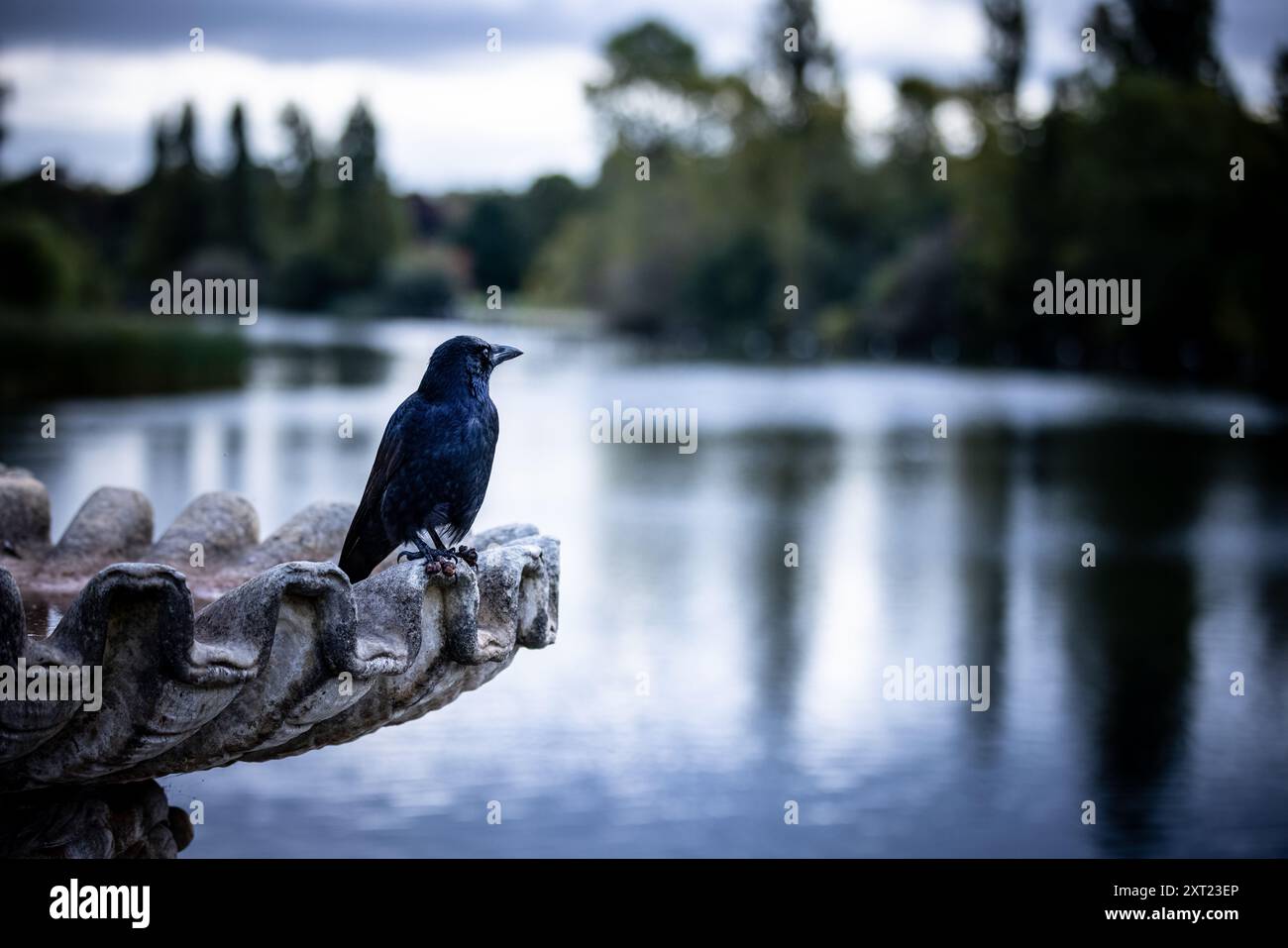 Crow photographed in Hyde Park London Stock Photo - Alamy