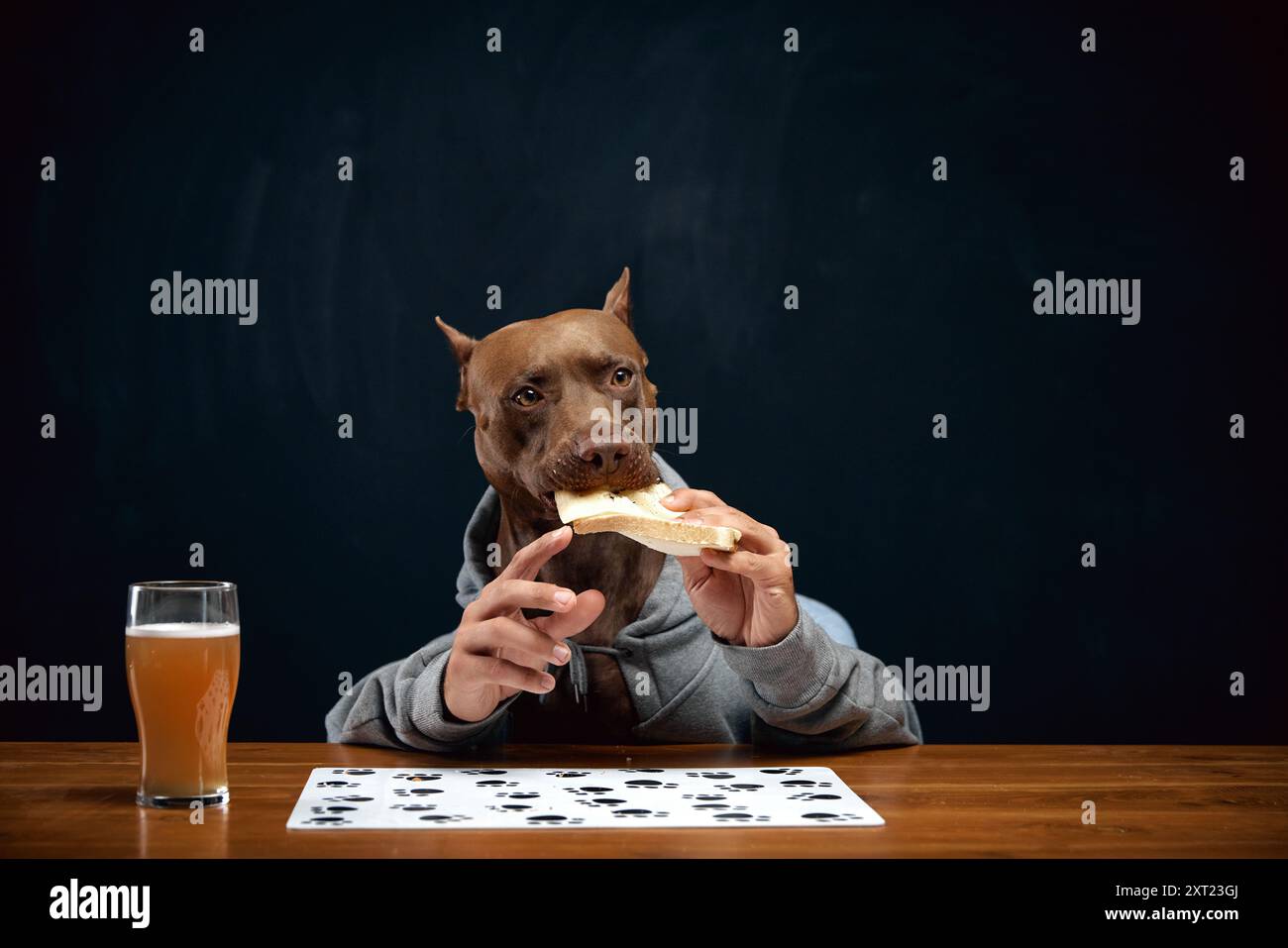 Brown pit bull human body hi-res stock photography and images - Alamy