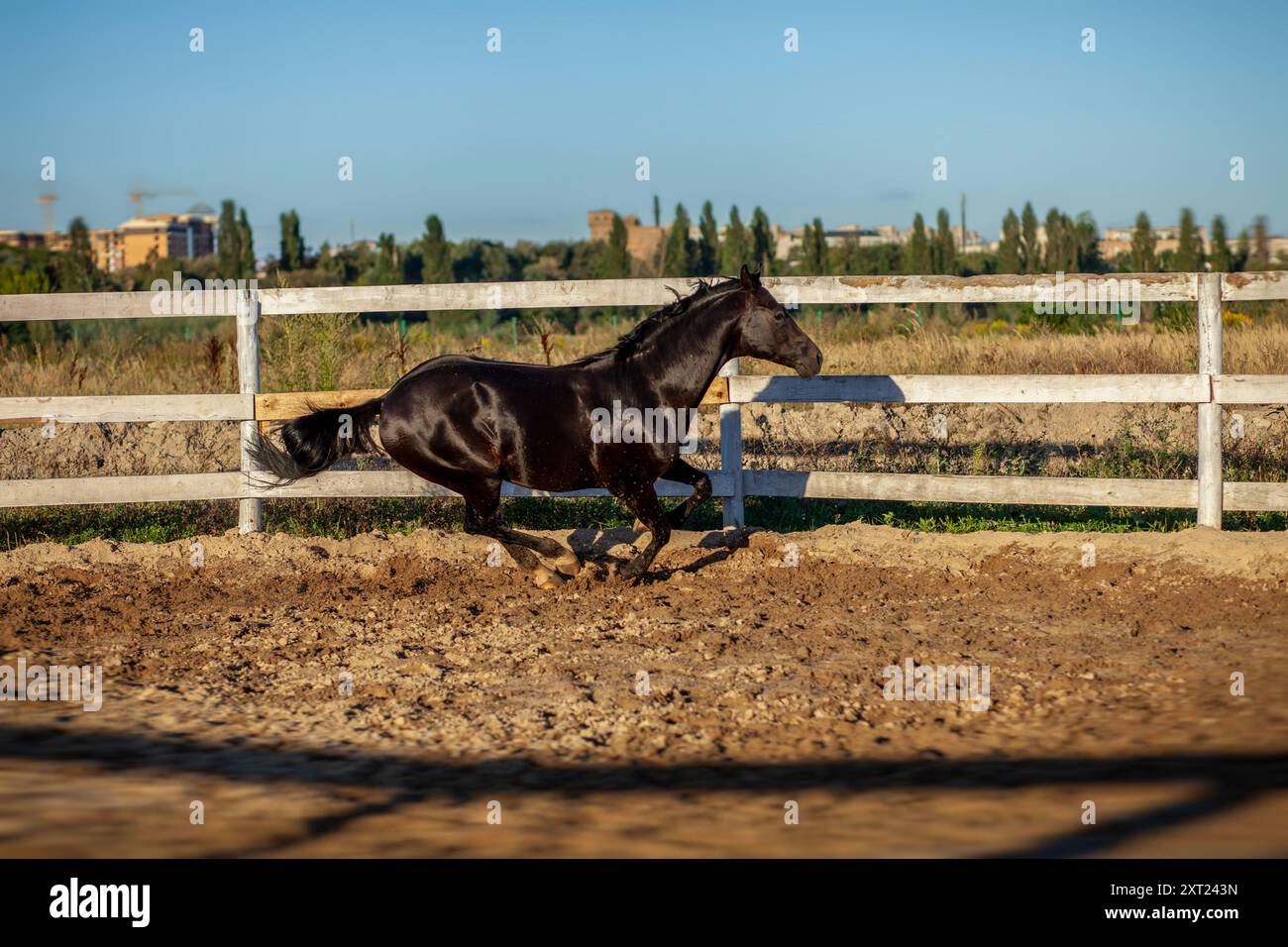 strong black breed stallion horse running and jumping in arena on sunny ...
