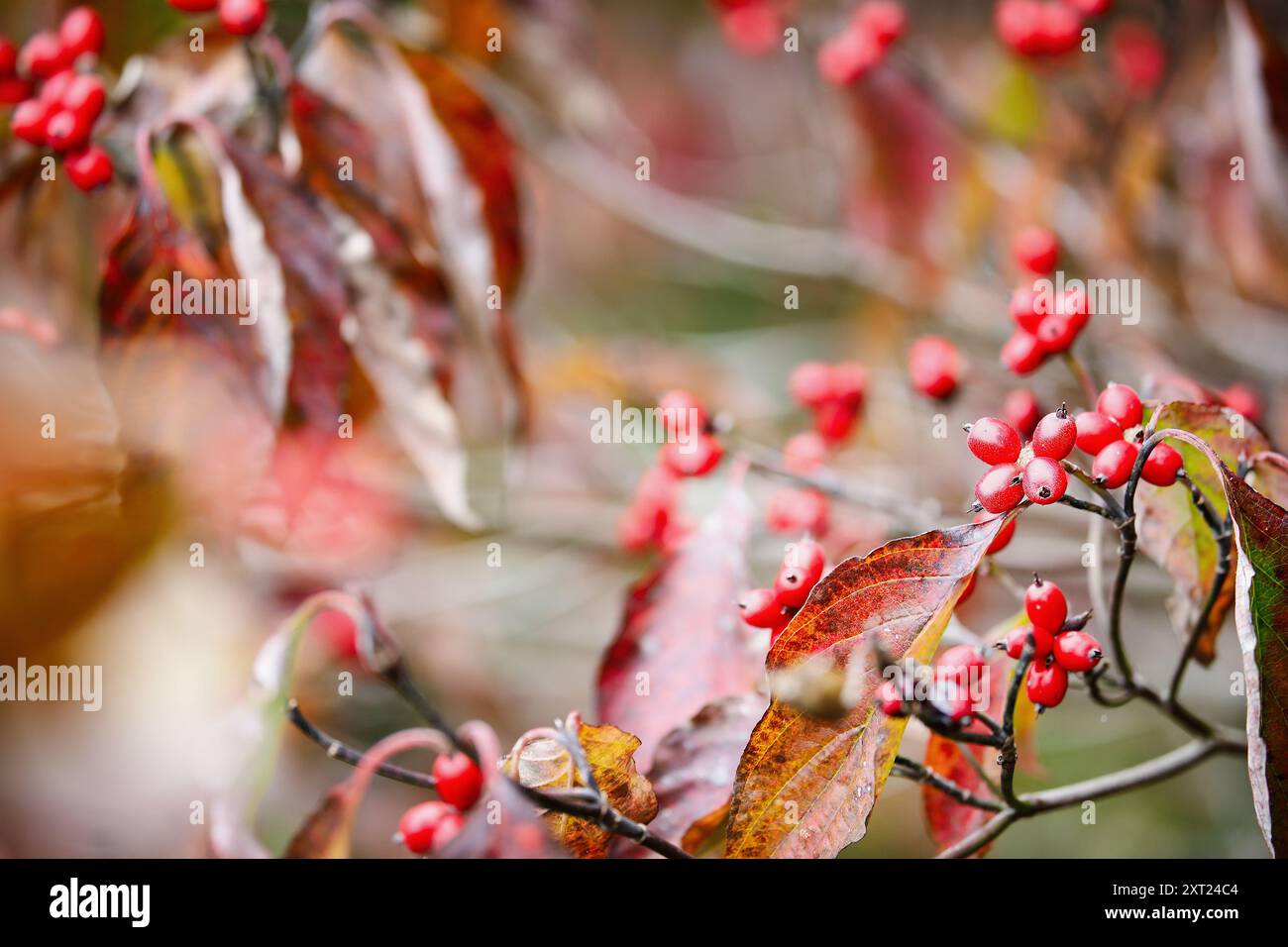 Autumn foliage and red berries of the native American dogwood tree ...
