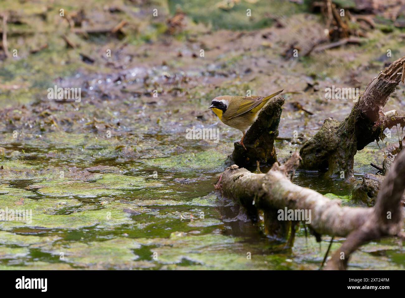 The common yellowthroat (Geothlypis trichas) it is also known as the ...