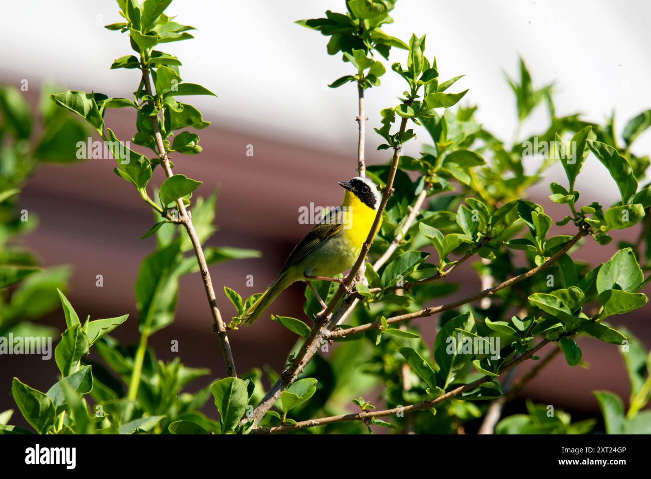 The common yellowthroat (Geothlypis trichas) it is also known as the ...
