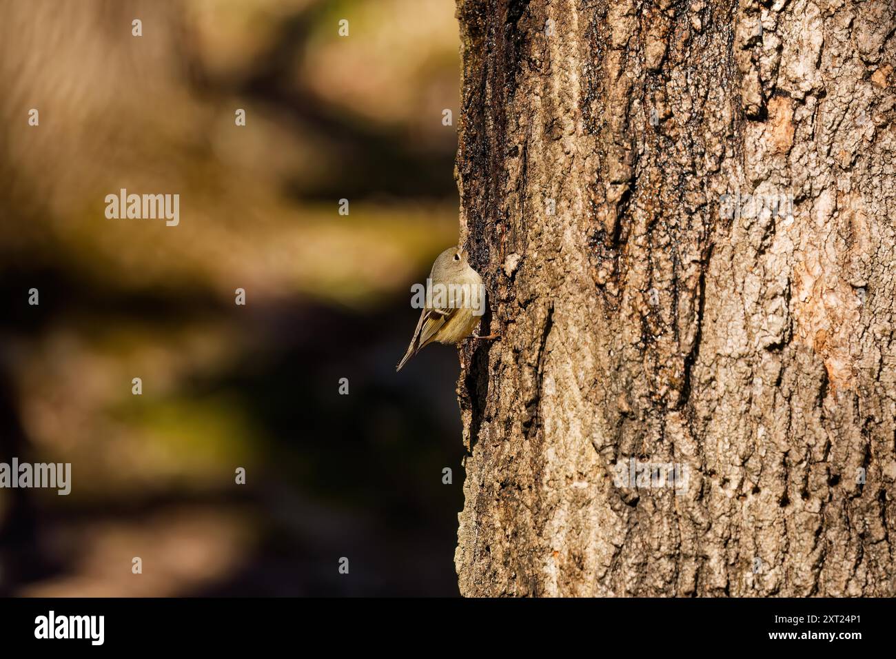Ruby-crowned Kinglet. In the spring, woodpeckers make holes in a tree ...