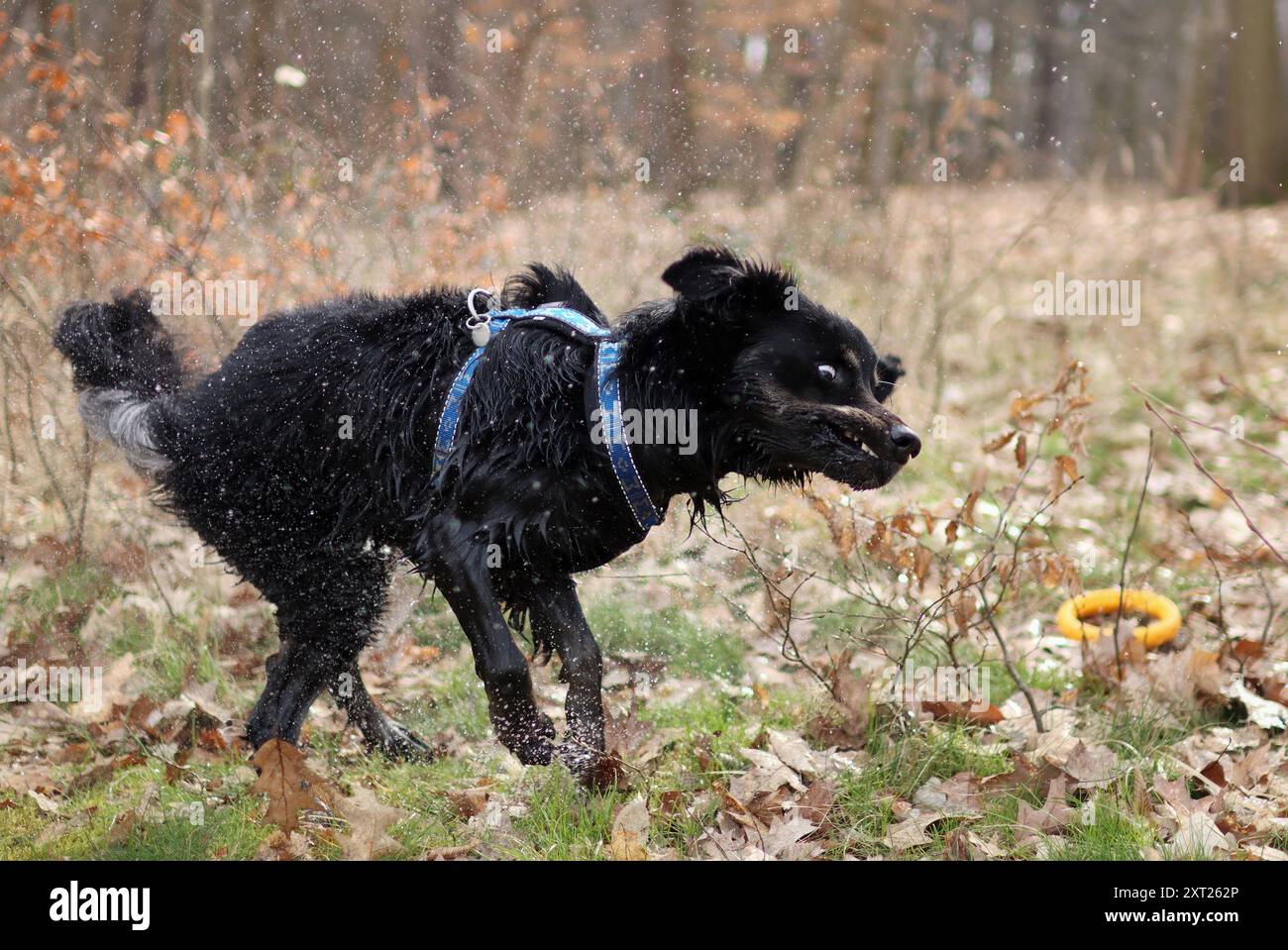 A black dog is shaking with his body, because he is wet Stock Photo - Alamy