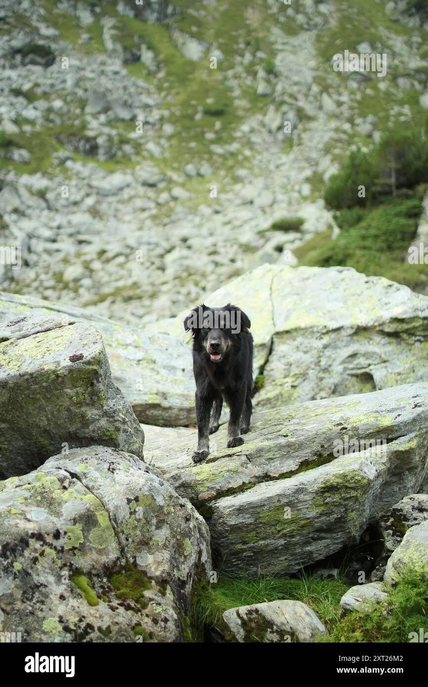 The black dog stand on the big stone. He looks so serious Stock Photo ...