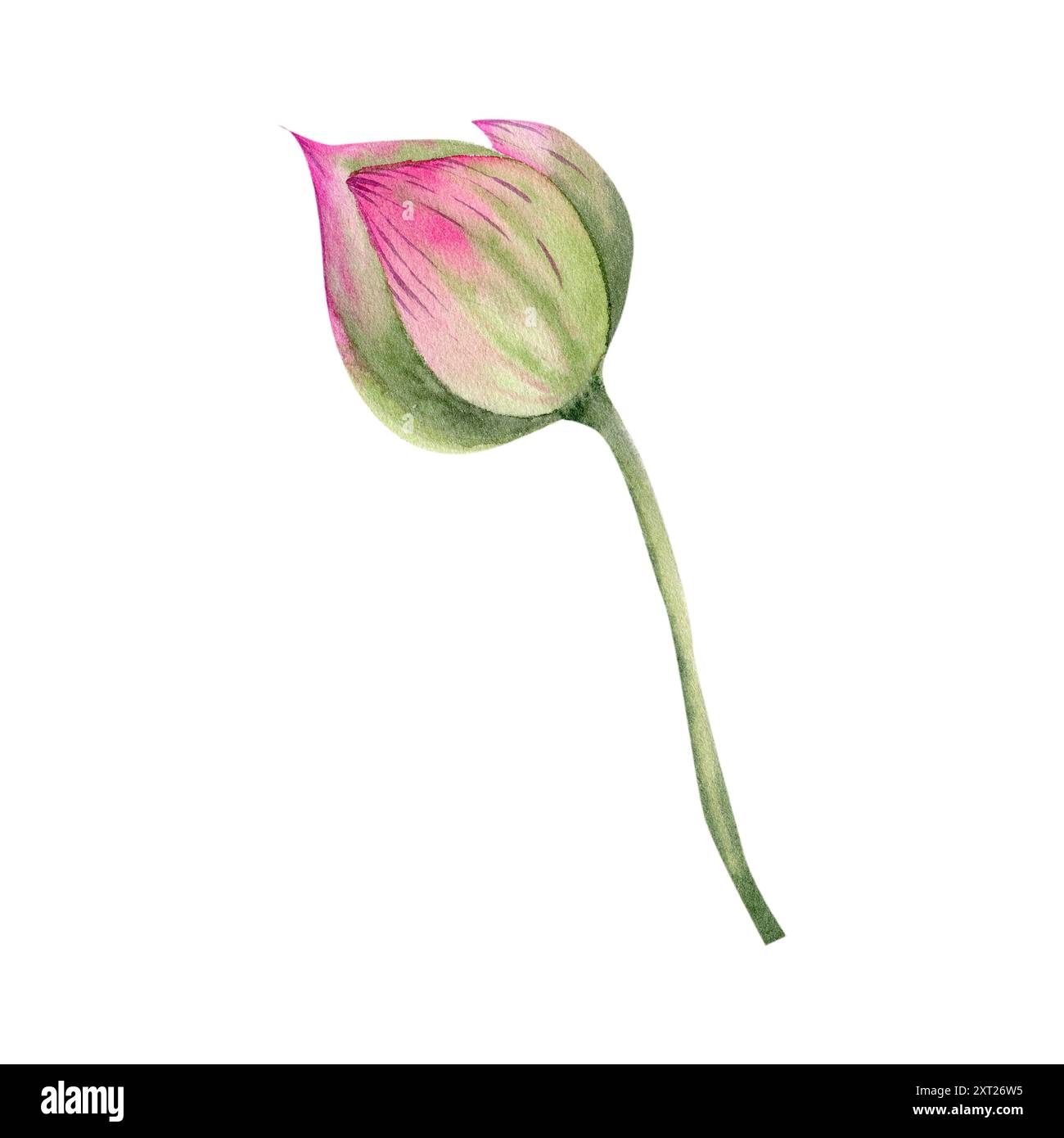 Pink lotus flower bud watercolor illustration. Hand drawn botanical ...