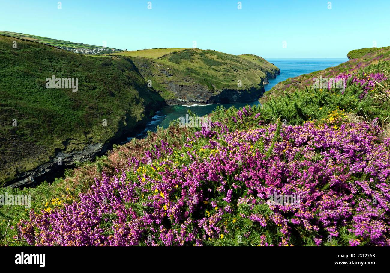 Wild Flowers growing on the hill side above Pentargon Cove, Near ...