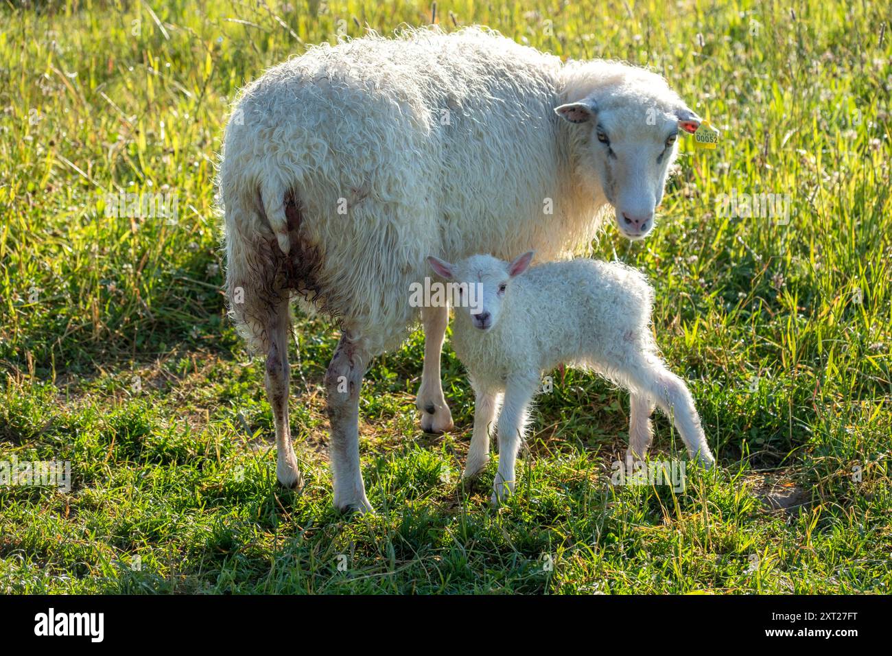 Ewe and her lamb standing in a sunlit field with fresh green grass ...