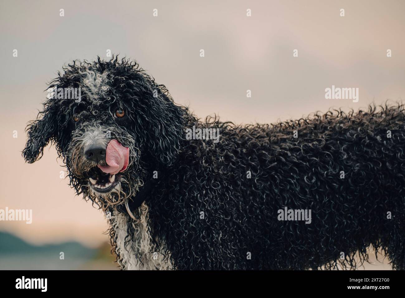 Wet black and white dog with curly fur sticking out its tongue against ...
