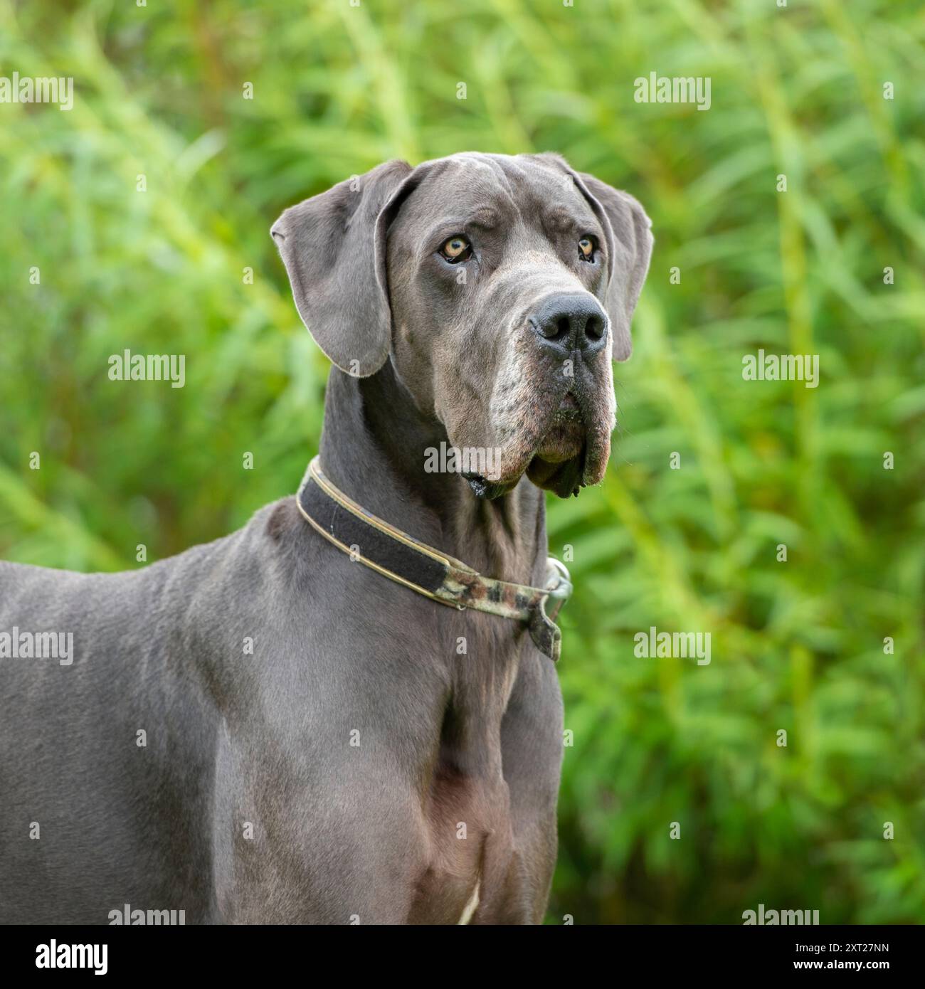 blue Great Dane dog Stock Photo - Alamy