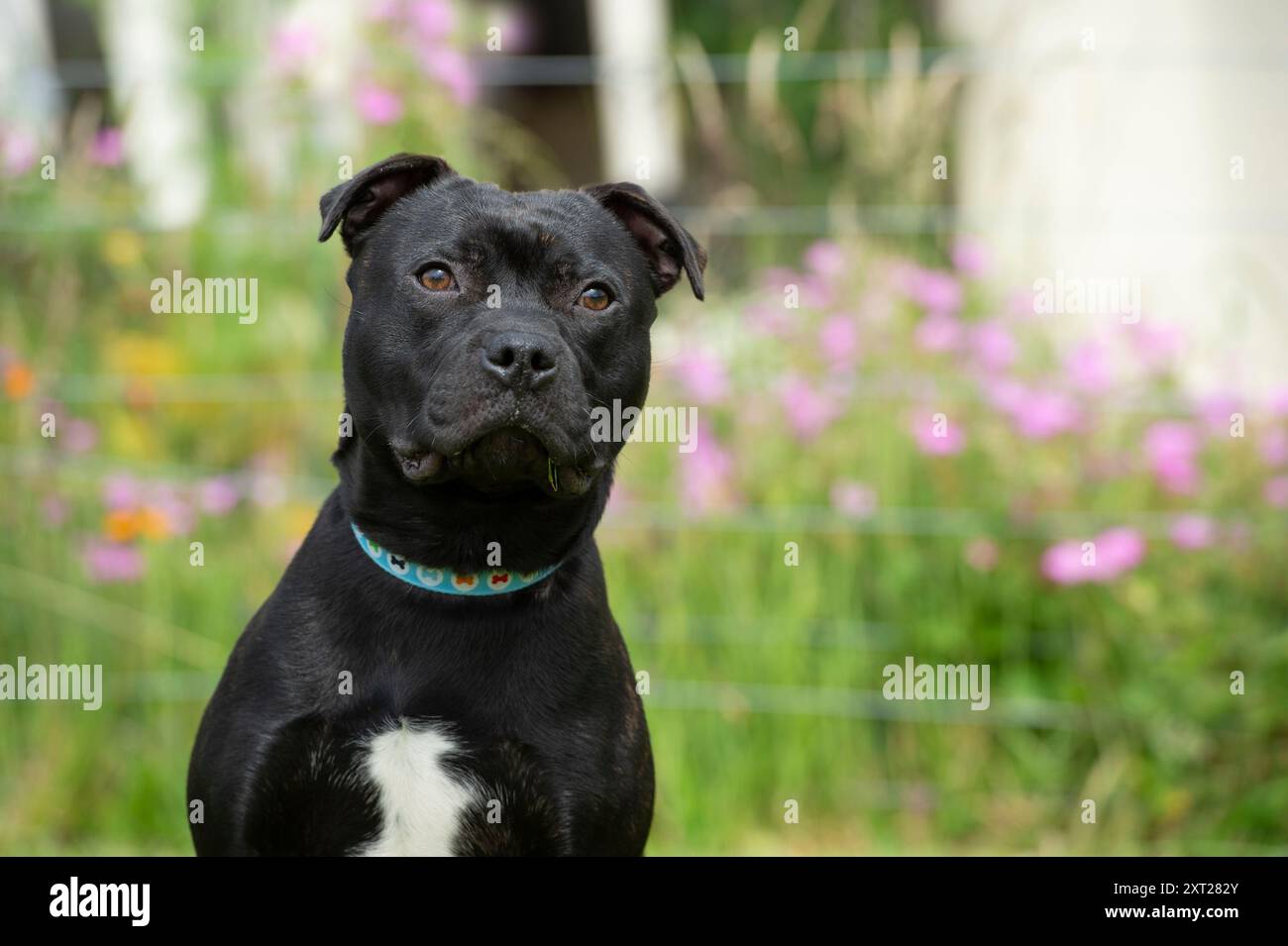 black Staffordshire Bull terrier Stock Photo - Alamy