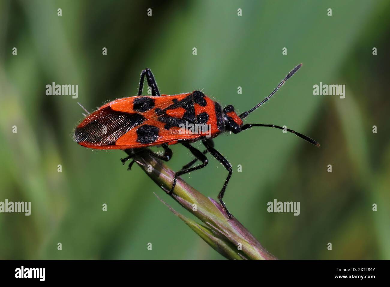 Cinnamon Bug Corizus hyoscyami Stock Photo - Alamy