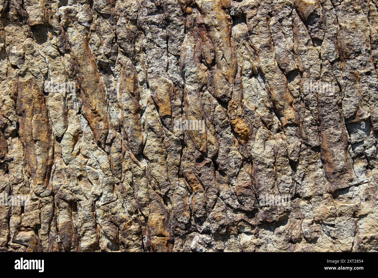 Lepidodendron hi-res stock photography and images - Alamy