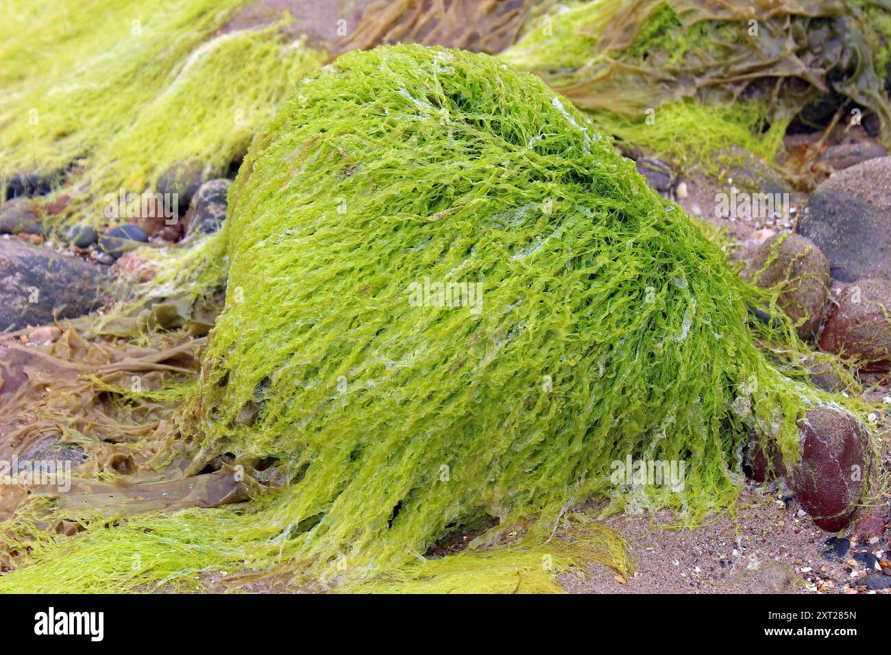 Gutweed Ulva intestinalis a.k.a. Grass Kelp Stock Photo - Alamy