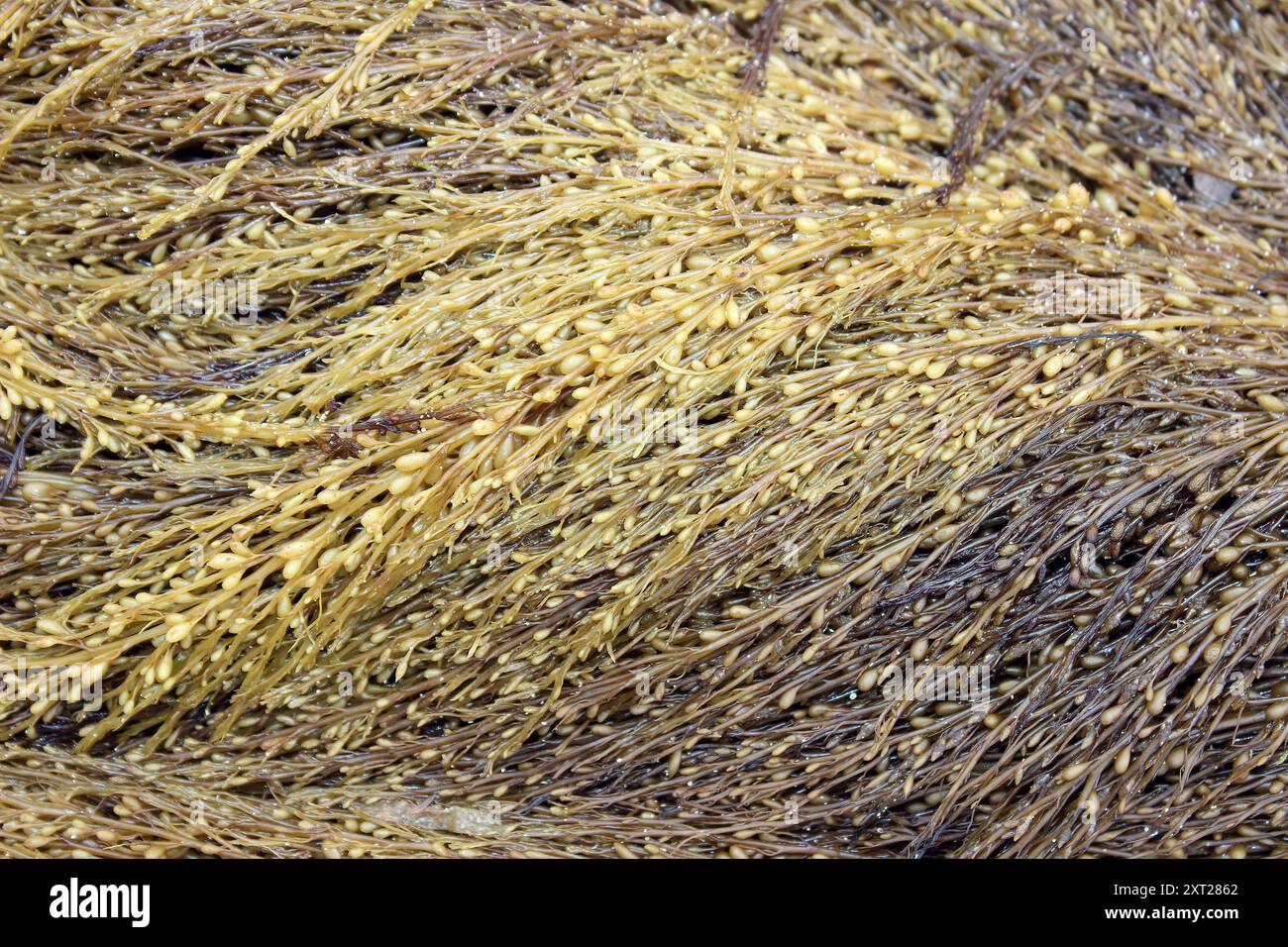 Japanese Wireweed Sargassum muticum Stock Photo - Alamy
