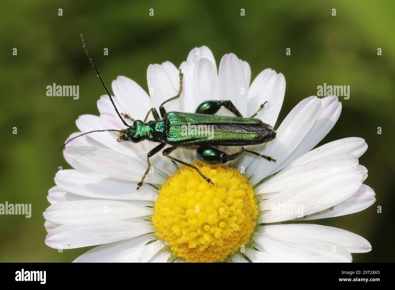 Thick-legged Flower Beetle Oedemera nobilis (male Stock Photo - Alamy