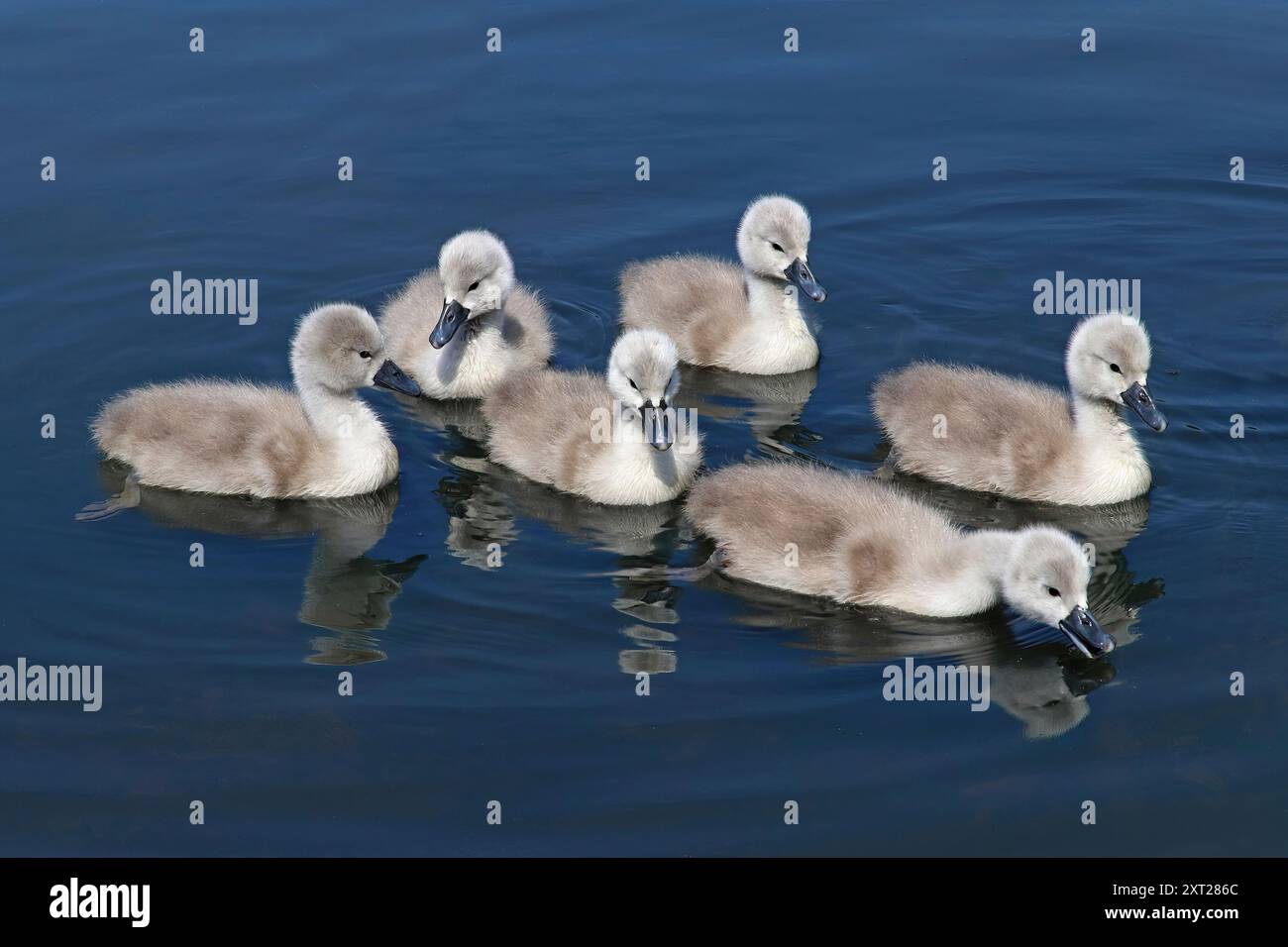 Cygnets hi-res stock photography and images - Alamy