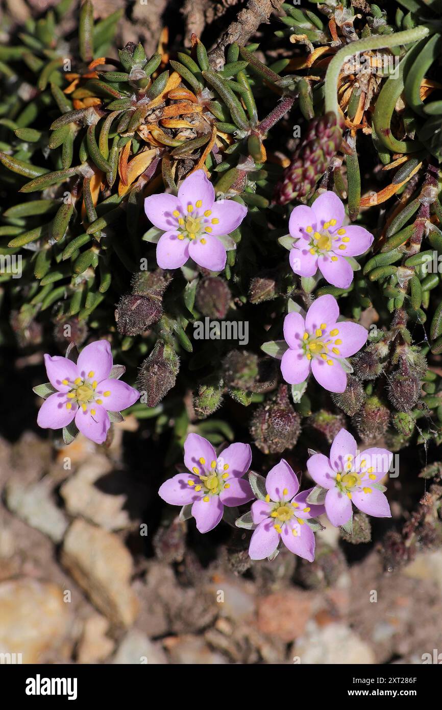 Rock Sea-Spurrey Spergularia rupicola Stock Photo - Alamy