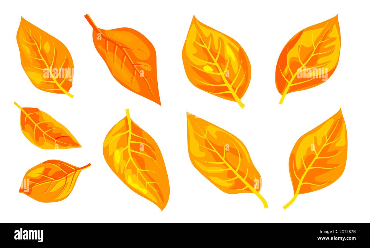 Various colorful autumn leaves in different shapes, illustrated in a ...
