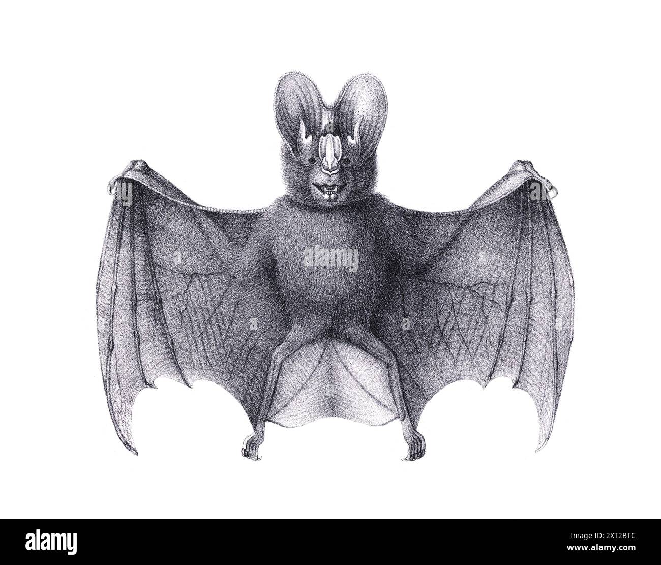 Bat illustration. Pencil sketch of a bat isolated on a plain white ...