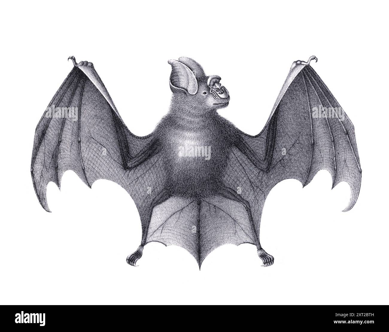 Bat illustration. Pencil sketch of a bat isolated on a plain white ...