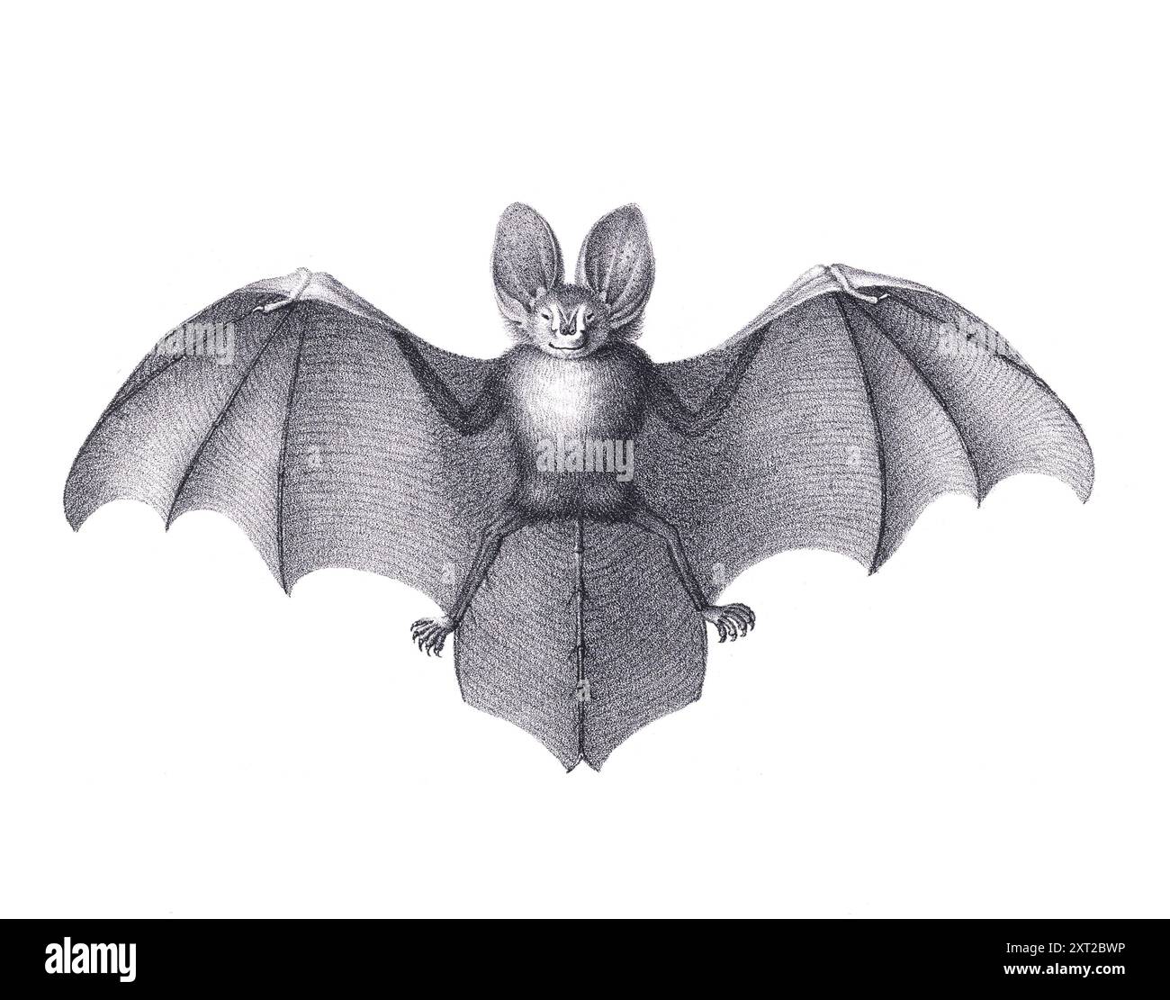 Bat illustration. Pencil sketch of a bat isolated on a plain white ...