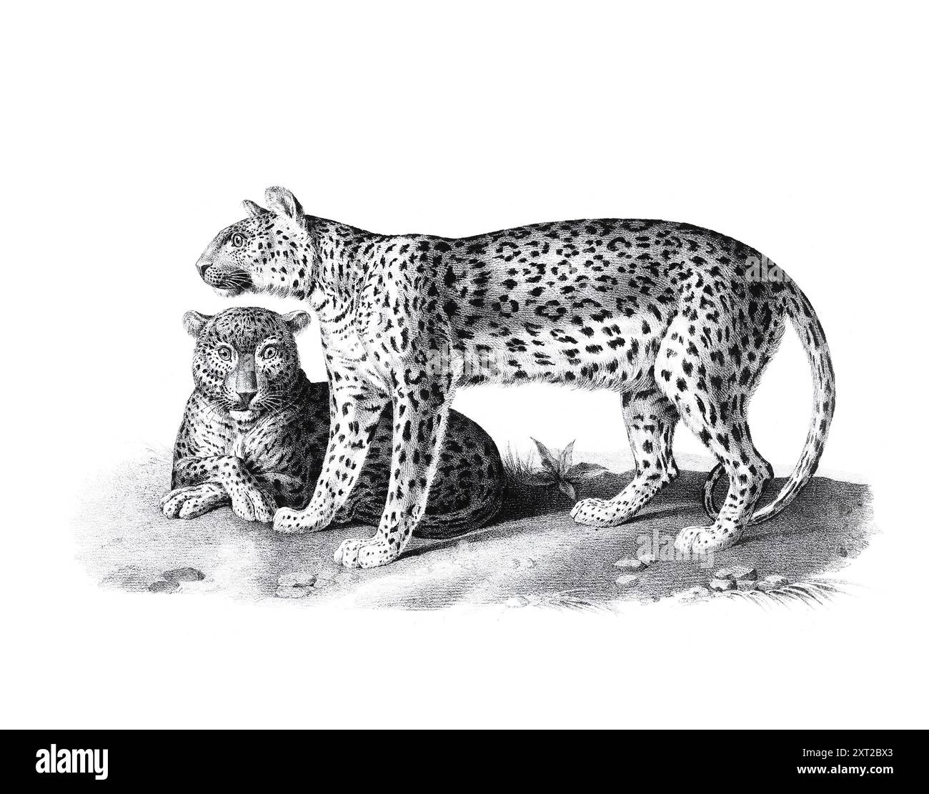 Leopard illustration. Pencil sketch of a leopard isolated on a plain ...
