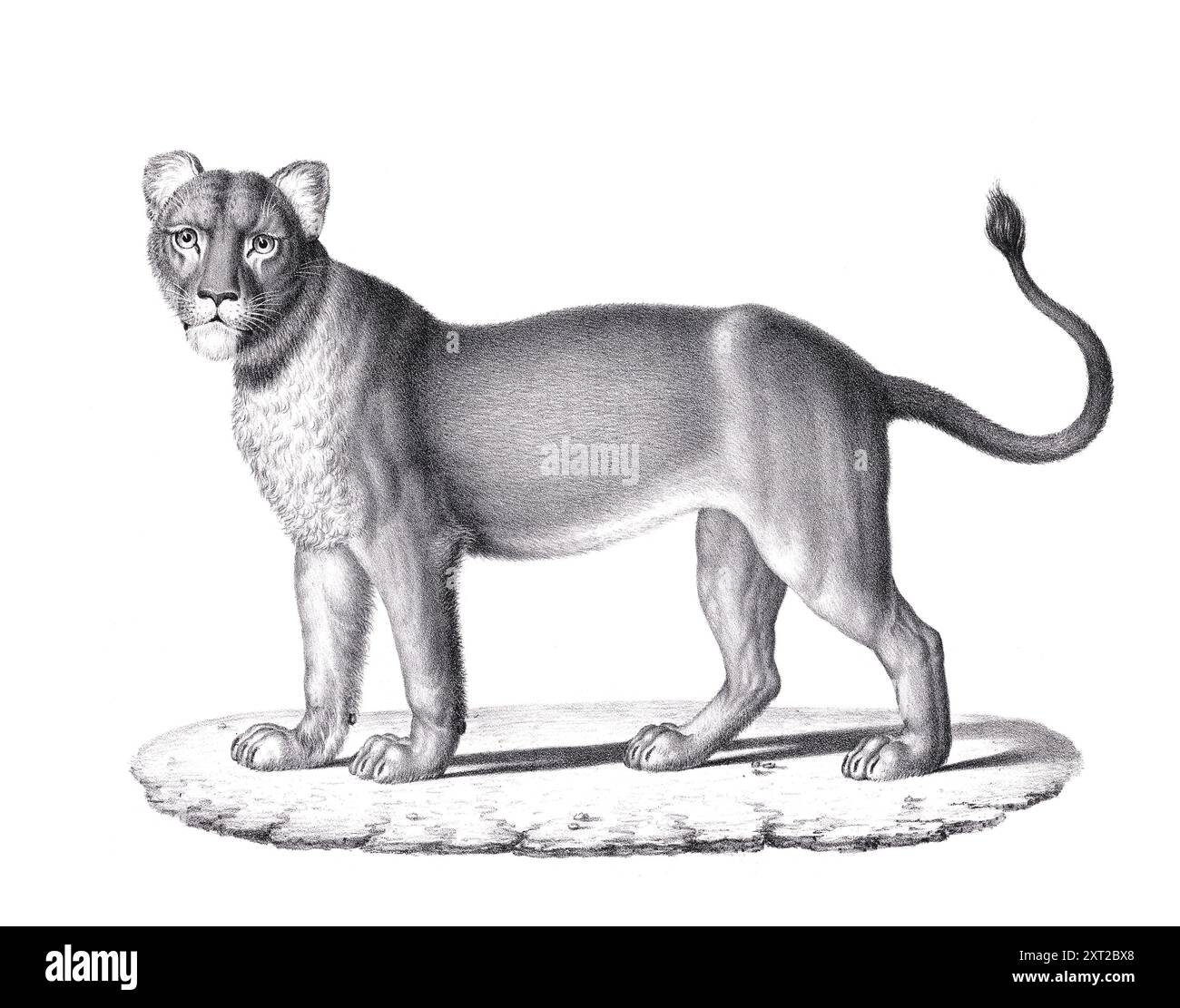 Black And White Lioness Drawing