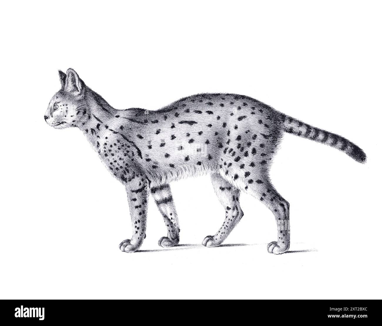 Serval illustration. Pencil sketch of a serval isolated on a plain ...