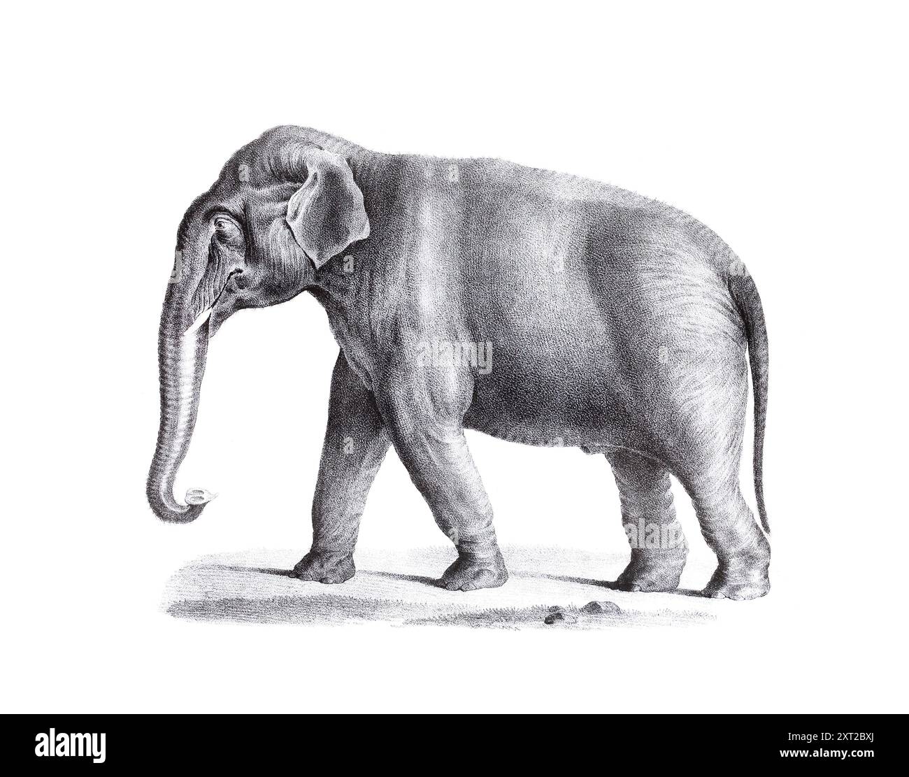 Elephant illustration. Pencil sketch of an elephant isolated on a plain ...