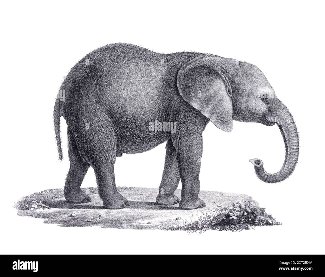 Elephant illustration. Pencil sketch of an elephant isolated on a plain ...