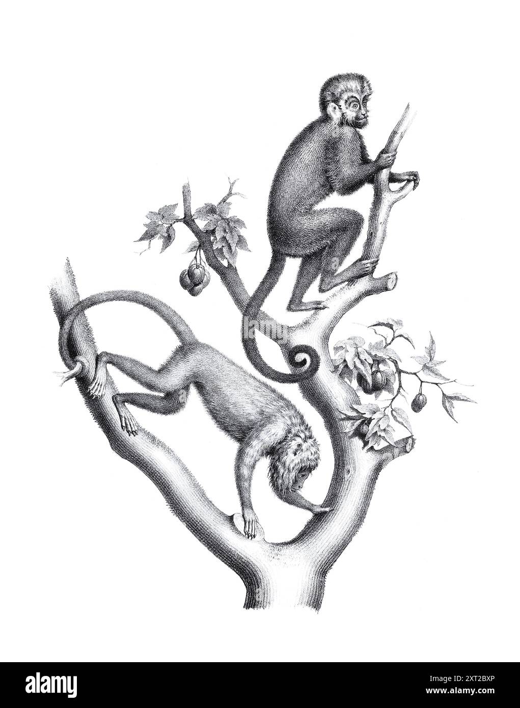 Monkeys illustration. Pencil sketch of monkeys isolated on a plain ...