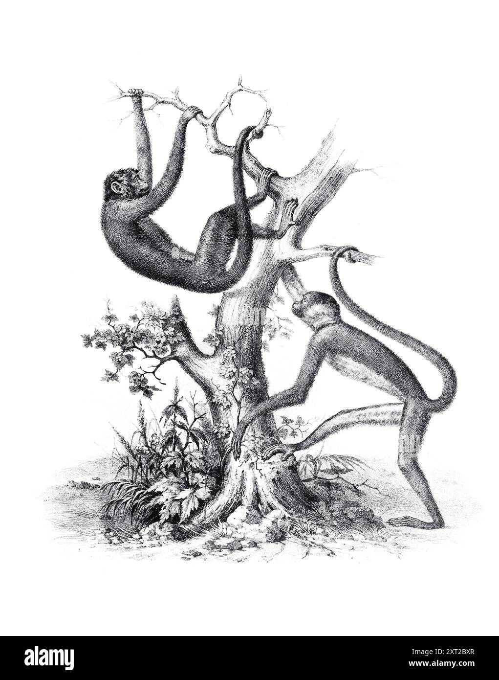 Monkeys illustration. Pencil sketch of monkeys isolated on a plain ...