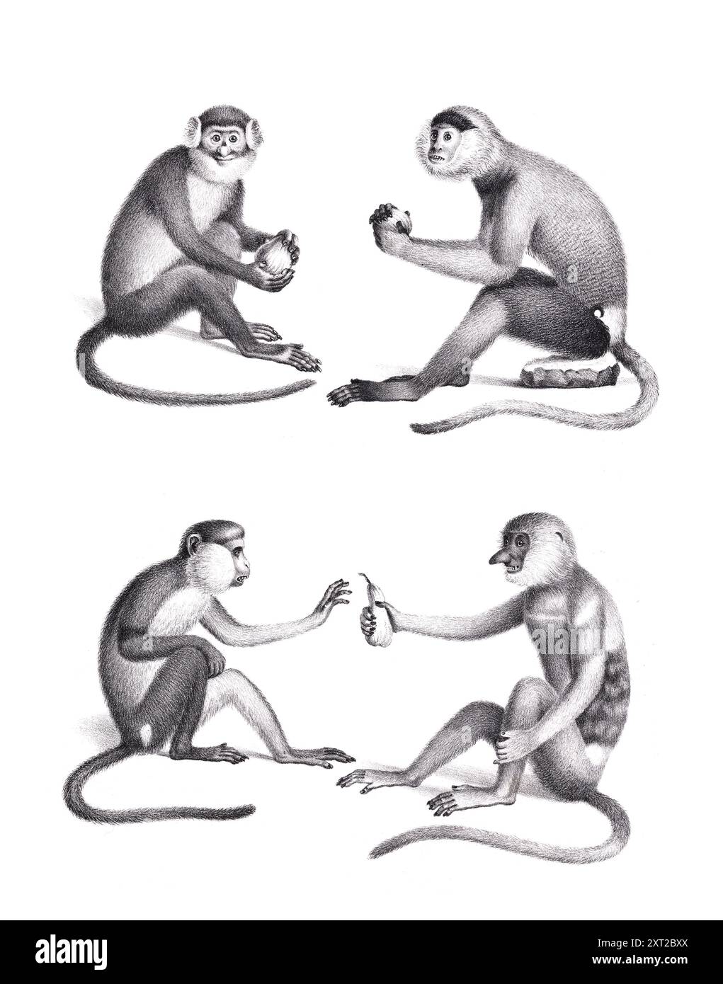 Pencil Drawings Of Monkeys