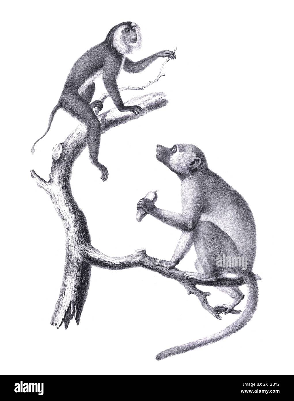 Pencil Drawings Of Monkeys