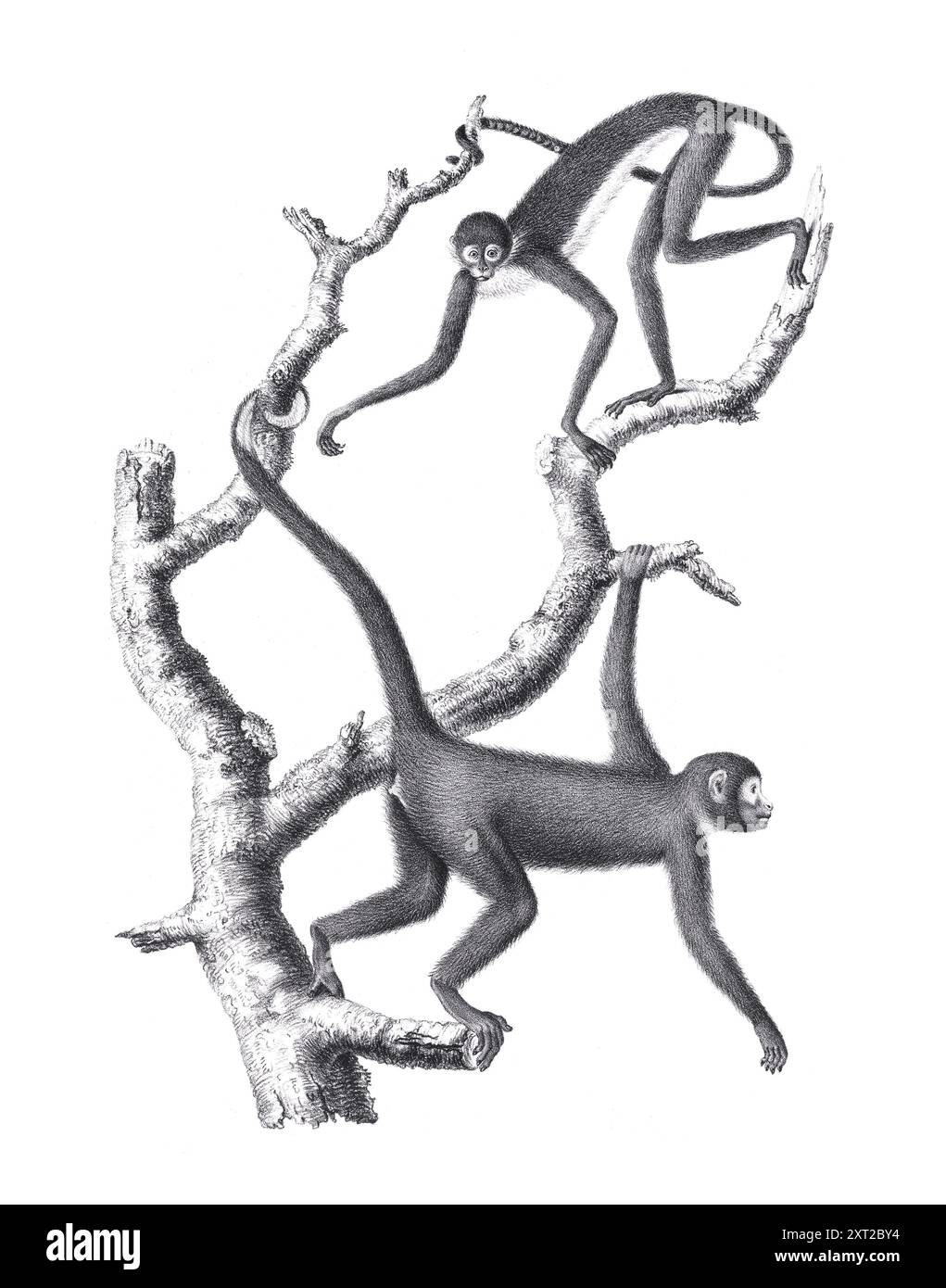 Monkeys illustration. Pencil sketch of monkeys isolated on a plain ...