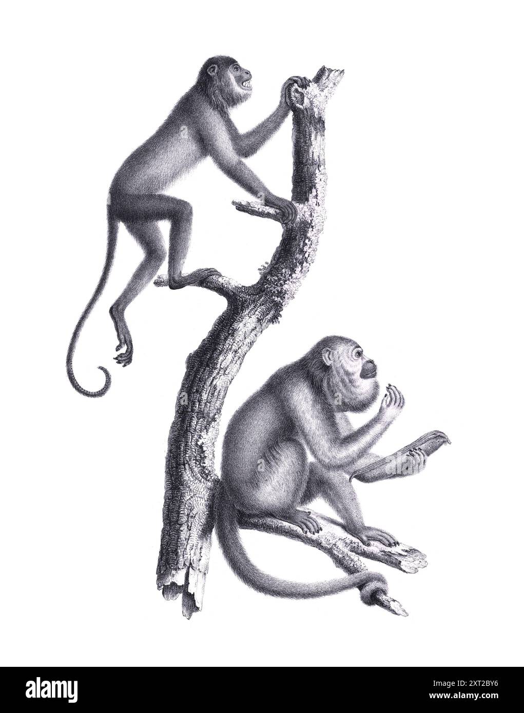 Monkey drawing Cut Out Stock Images & Pictures - Alamy