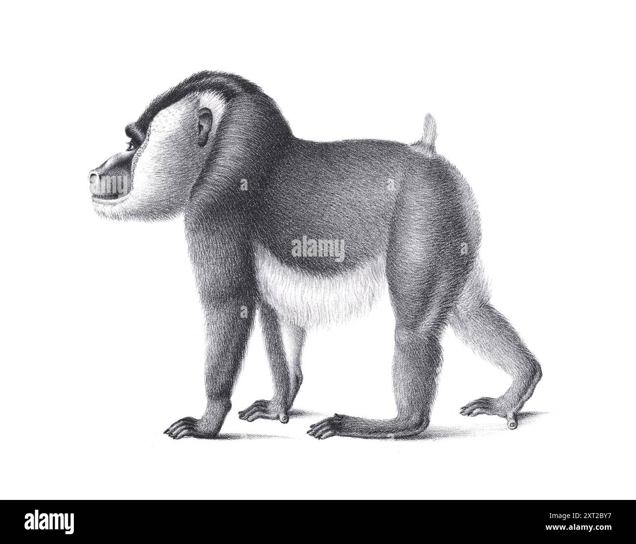 Monkey illustration. Pencil sketch of a monkey isolated on a plain ...