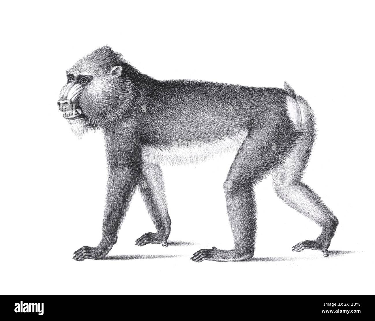 Monkey illustration. Pencil sketch of a monkey isolated on a plain ...