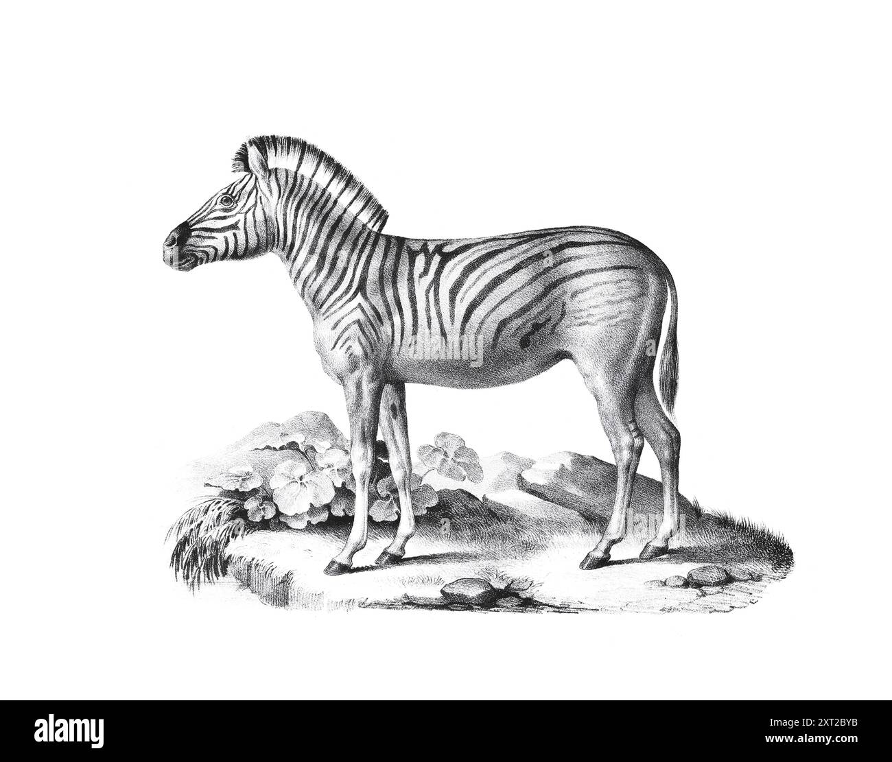 Zebra illustration. Pencil sketch of a zebra isolated on a plain white ...