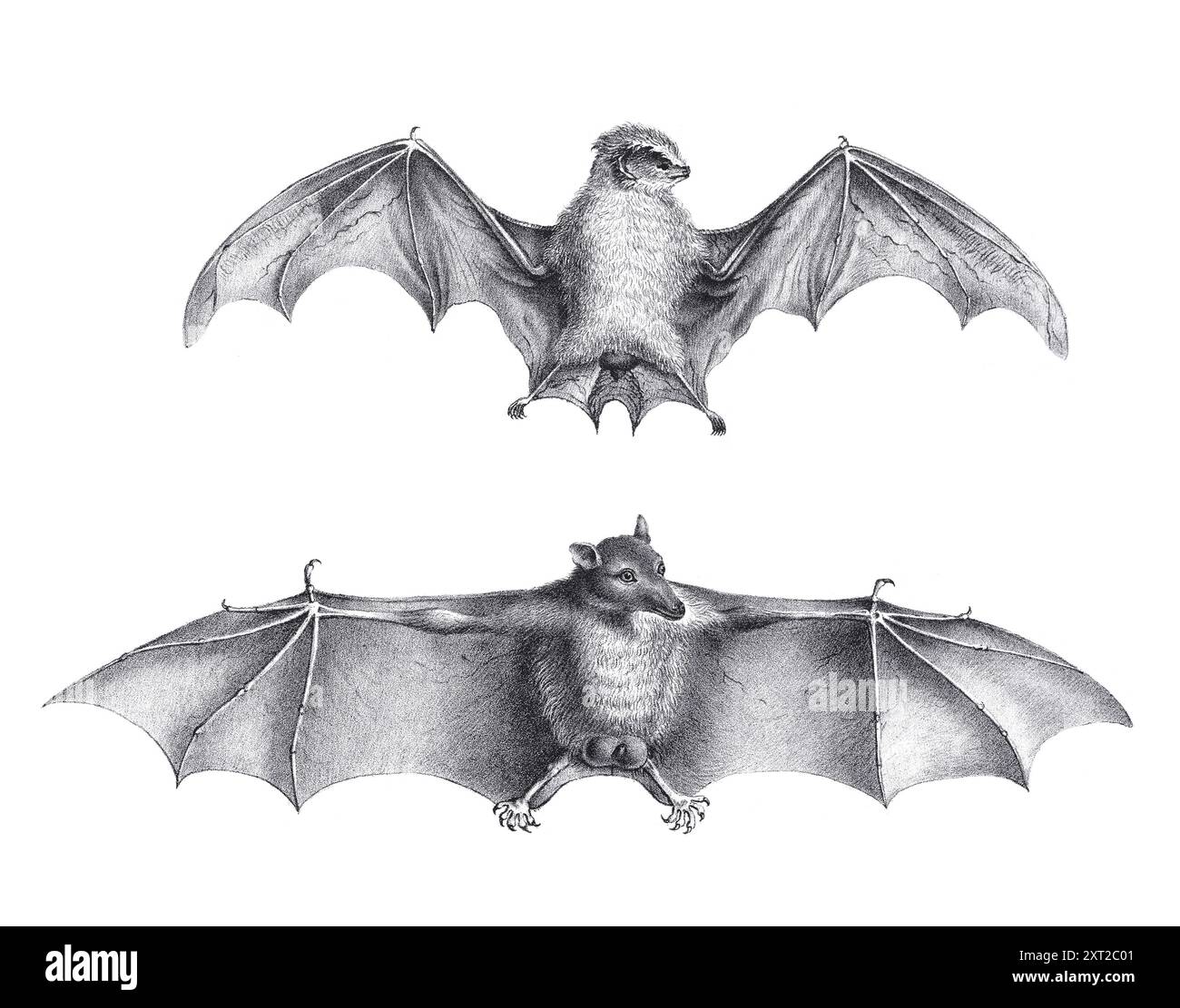 Minimalist bat hi-res stock photography and images - Alamy