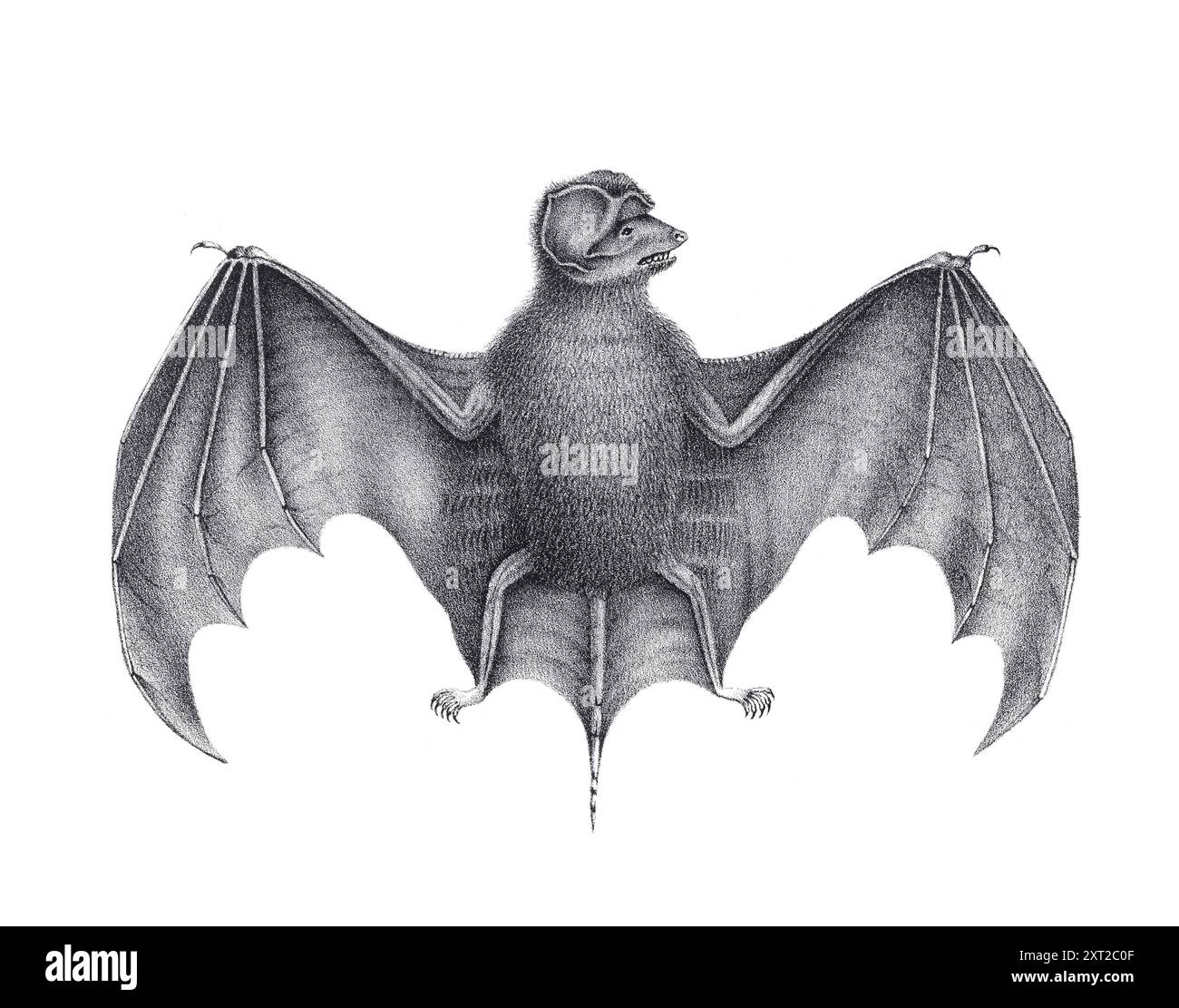 Bat illustration. Pencil sketch of a bat isolated on a plain white ...