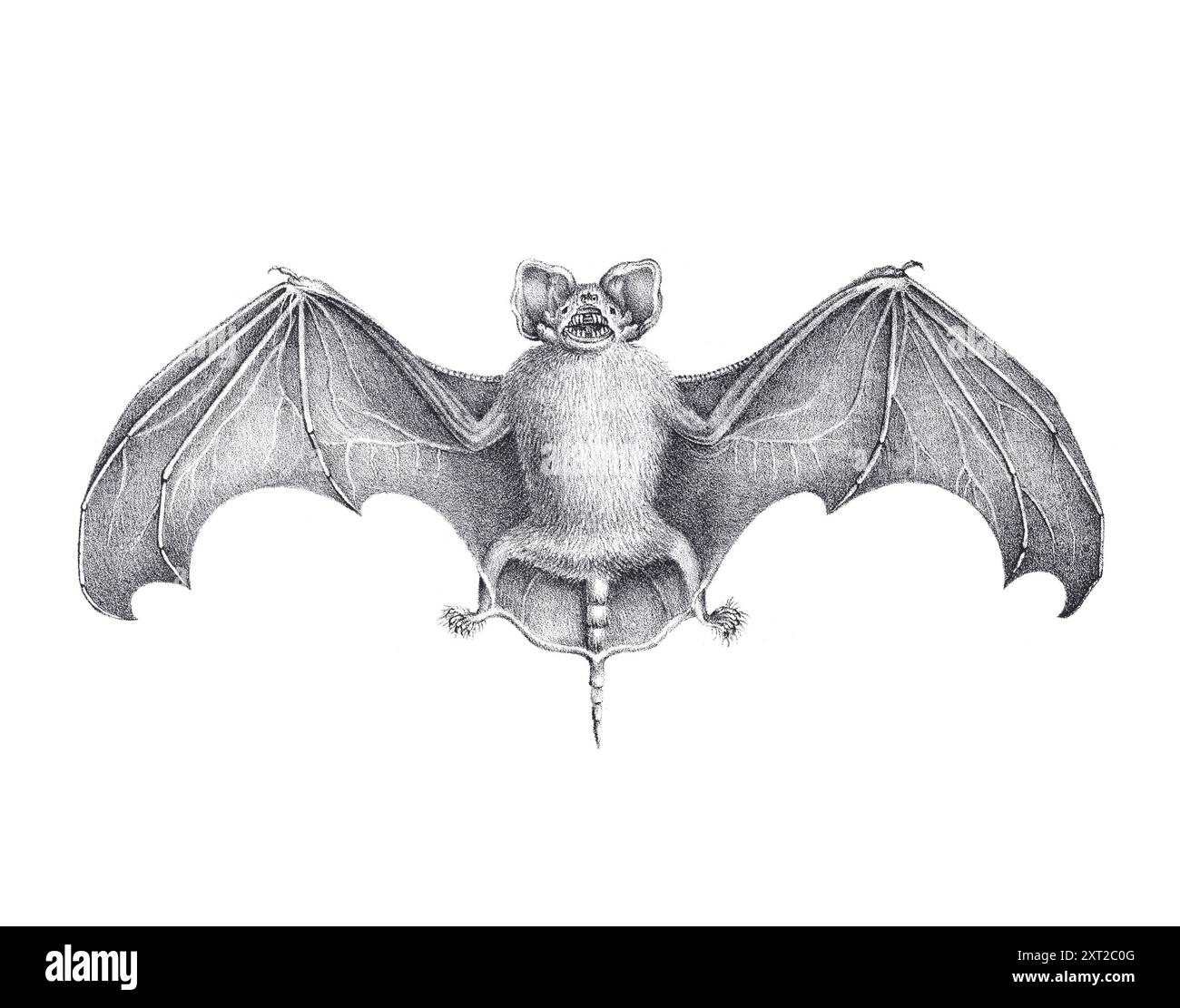 Bat illustration. Pencil sketch of a bat isolated on a plain white ...