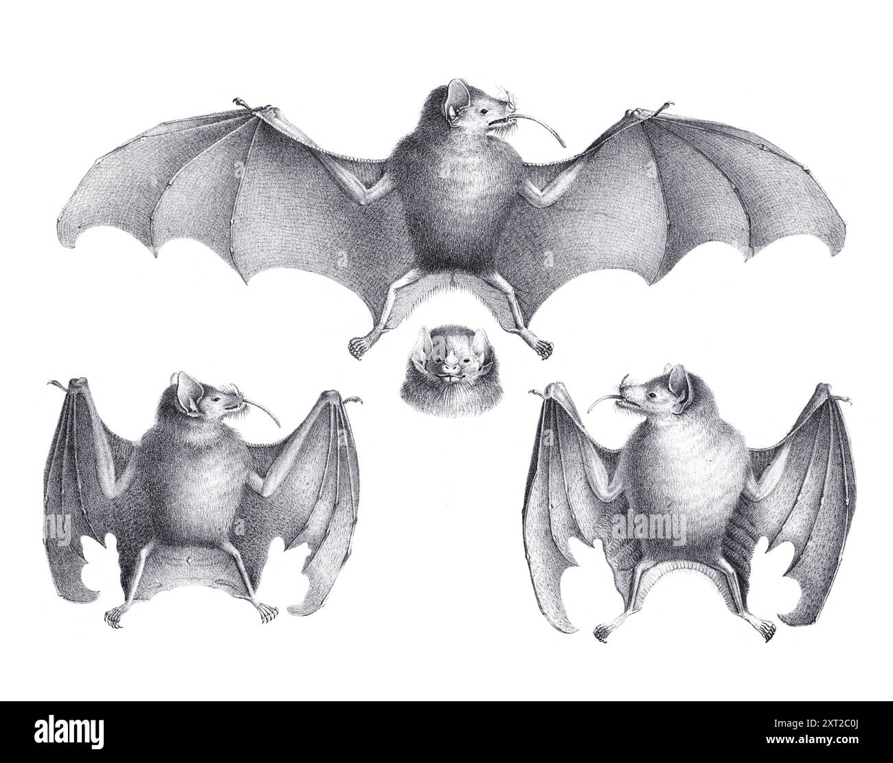 Bats illustration. Pencil sketch of bats isolated on a plain white ...
