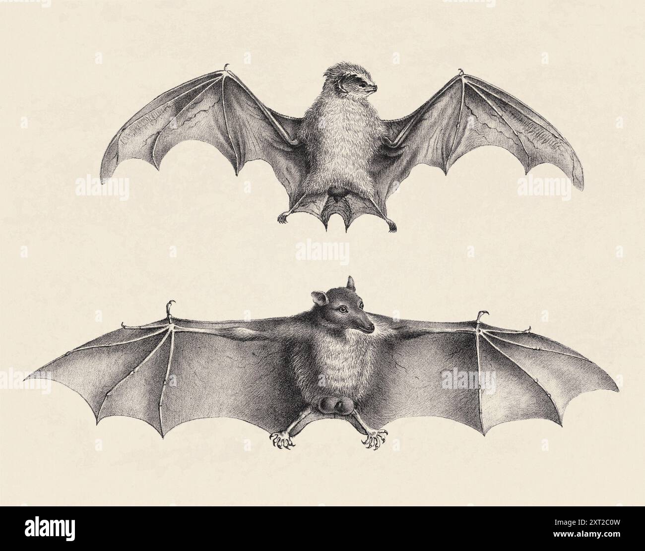 Bats anatomy hi-res stock photography and images - Alamy