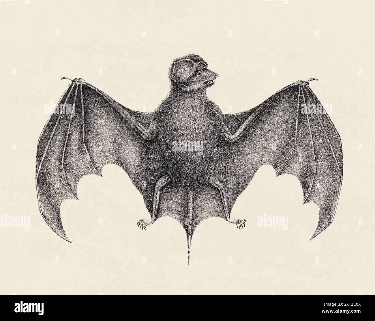 Bat illustration. Pencil sketch of a bat isolated on an aged beige ...