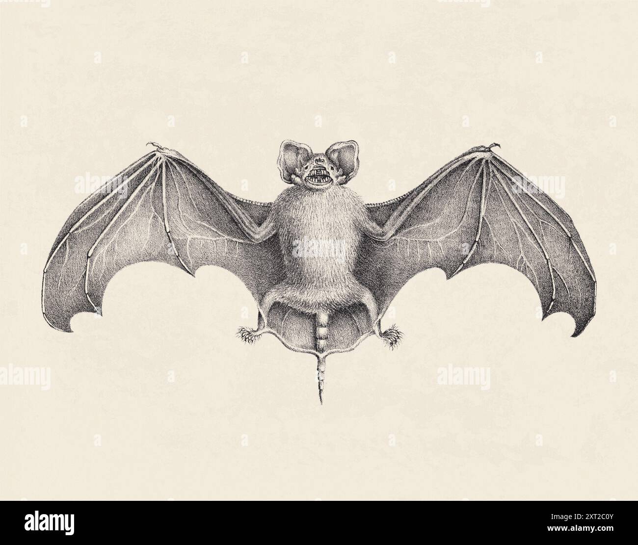 Bat illustration. Pencil sketch of a bat isolated on an aged beige ...