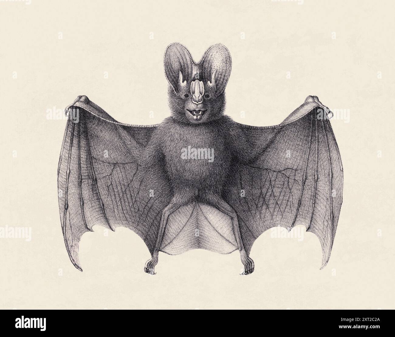 Bat illustration. Pencil sketch of a bat isolated on an aged beige ...